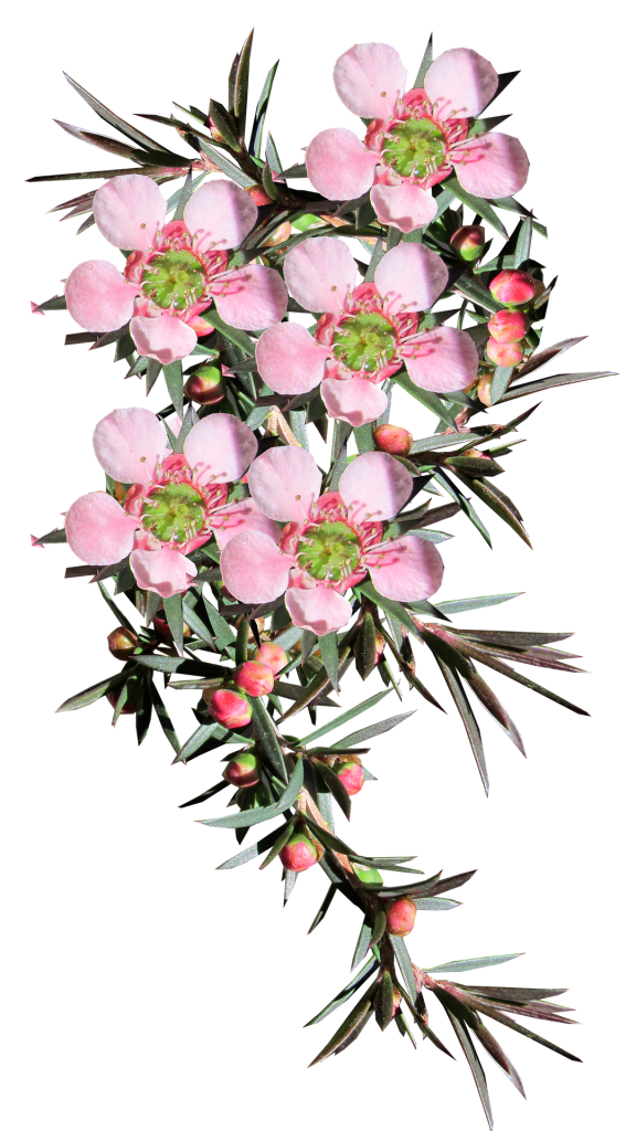 Ulei anti coșuri și puncte negre – Conscious Beauty